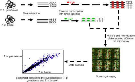 The Principle Of Mrna Expression Analysis Using The Microarray