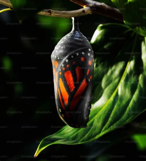 Carla Sciaky On Linkedin Carlasciaky Doorwaytohealing Healingjourney Healingprocess