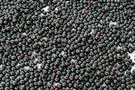 黑加仑子素材 花瓣网