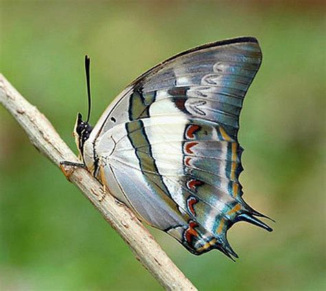 Pin By José Luis Yela On Mariposas Butterfly Species Butterfly