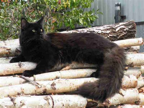 Black Maine Coon Maine Coon Hawaii