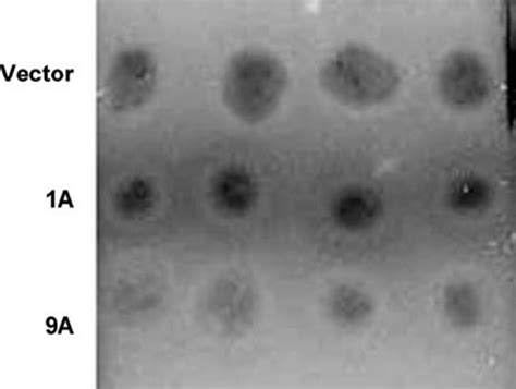 α Glucuronidase Solid Phase Activity Assay E Coli Solr Transformants