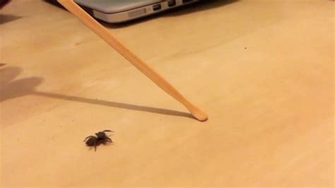 アダンソンハエトリグモと遊ぶ Youtube