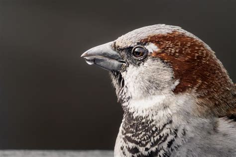 A Close Up Of A House Sparrow Rbirding