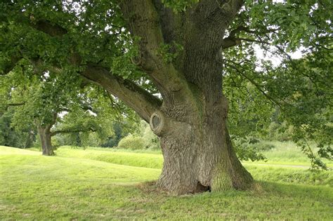 Trees Planet Quercus Robur Pedunculate Oak English Oak