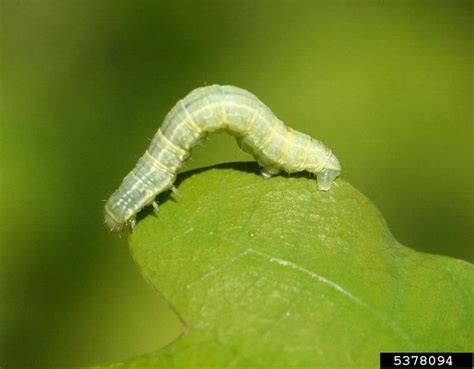 How To Take Care Of A Small Green Caterpillar At Timothy Simpson Blog