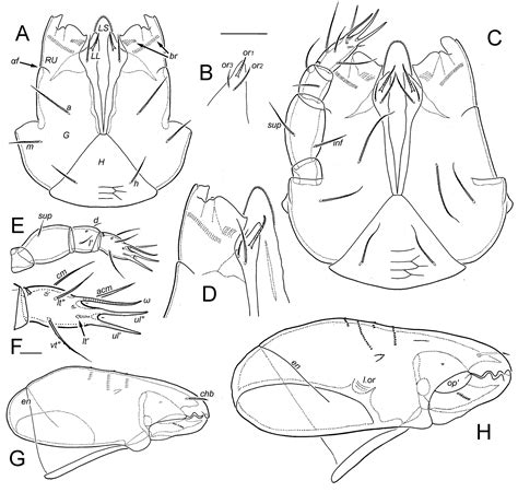 Paedomorphosis And Sexuality In Eulohmanniidae Acari Oribatida
