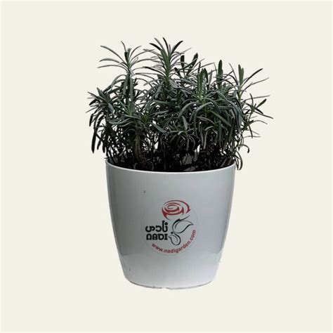 خرید و قیمت گیاه لاوان با قیمت مناسب نادی گاردن