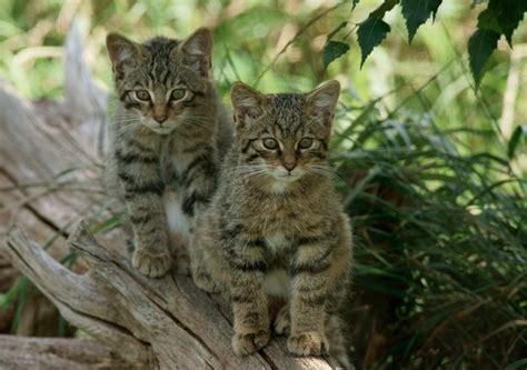 Still Wildcats Are The Most Abundant Wild Cat Species From The Western