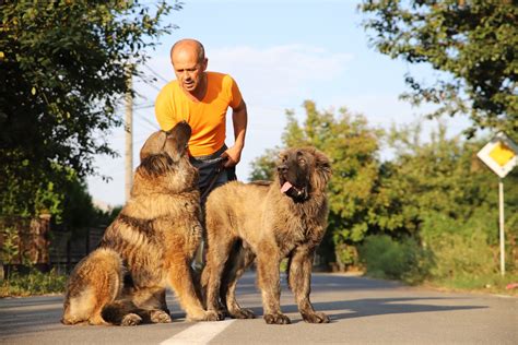 Are South Russian Ovcharka Aggressive