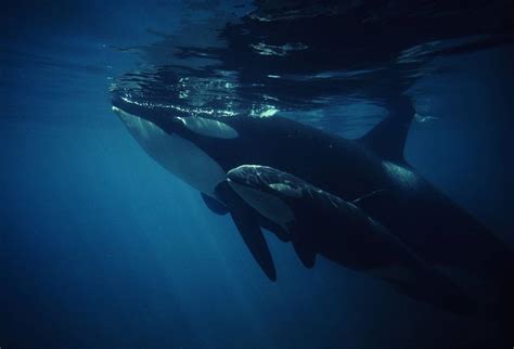 Pourquoi Le Bébé Orque Est Il Souvent Orange Et Noir