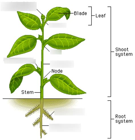 What Is A Leaflet Plant Anatomy Diagrams Pdf