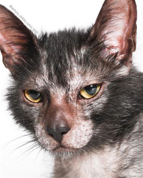 Lykoi Cat The Werewolf Cat Breed