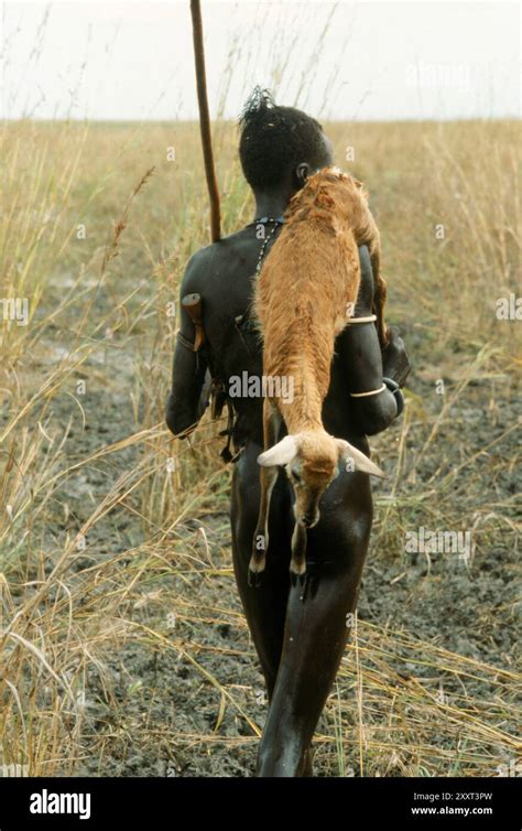 Hunter Carries Off A Young White Eared Kob He Killed During The Kobs Annual Migration Near