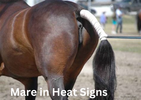 12 Mare In Heat Signs Symptoms And Safe Management