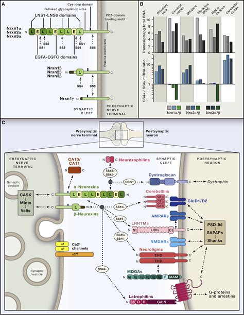 synaptic neurexin complexes a molecular code for the logic of neural