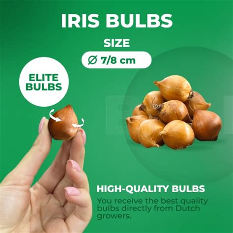 Iris Ensata Katy Mendez Te Koop Online Rechtstreeks Uit Nederland