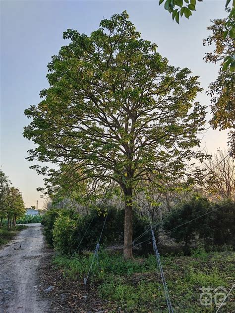 重阳木4 花瓣网