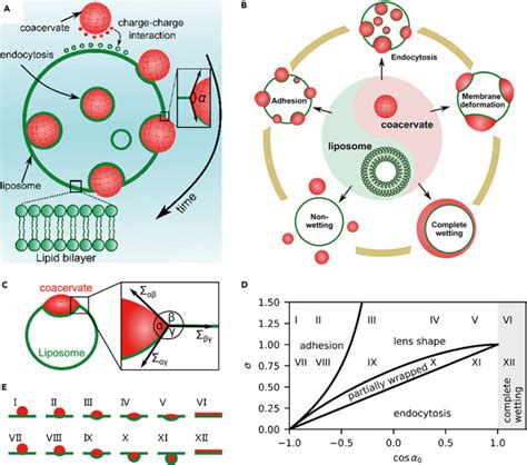 Coacervate Droplets Emerging Vehicles For Intracellular Delivery Matter