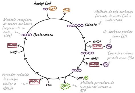 Ciclo De Krebs Qué Es Características Y Partes De Ciclo Metabolismo