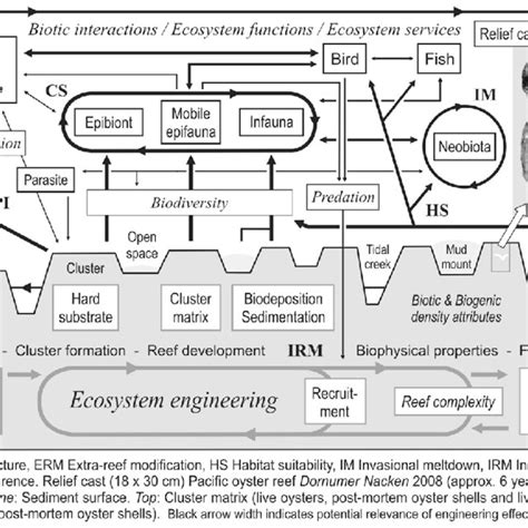 Ecosystem Engineering Conceptual Framework Effects Adapted For Download Scientific Diagram