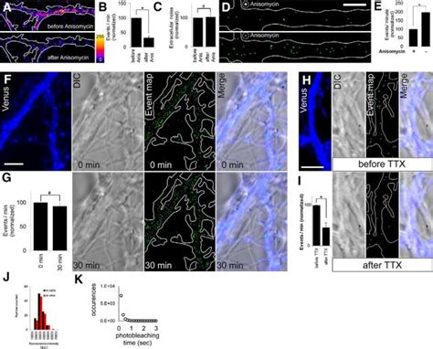 Single Molecule Imaging Of Psd 95 Mrna Translation In Dendrites And Its