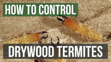 How To Treat Wood With Termites At Charlotte Mcgowan Blog