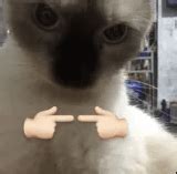 Cute Cat Meme Cute Cat Discover And Share S