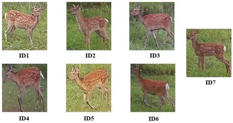 Siamese Network Architecture For Sika Deer Individual Identification