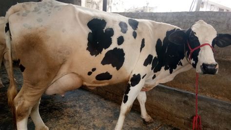 Gujarat Hf Cow Black And White Dairy Breed At Best Price For Commercial Use