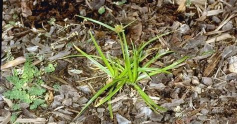 Nutgrass Can Drive You Nuts Uc Agriculture And Natural Resources