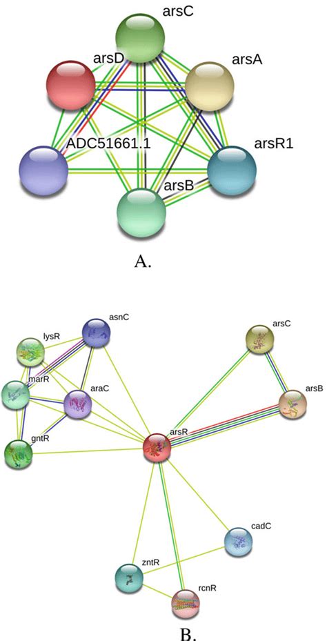 2 String Analysis Showing Protein Protein Interaction In A Bacillus