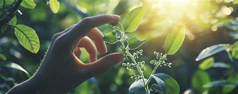 손이 무성한 녹색 숲의 나뭇잎을 만지고 있다 손 감동 잎 배경 일러스트 및 사진 무료 다운로드 Pngtree