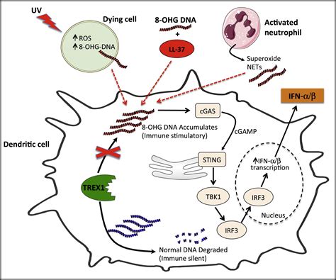 Removing The Trex1 Safety Net Oxidized Dna Overcomes Immune Silencing