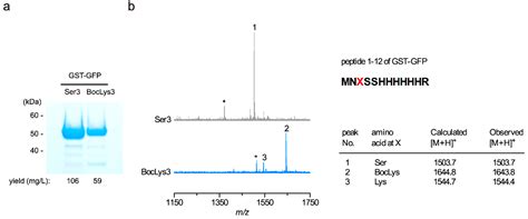 Pyrrolysyl Trna Synthetase With A Unique Architecture Enhances The