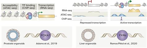 Epigenomics Of Organoids Top Rna Seq Chip Seq And Atac Seq