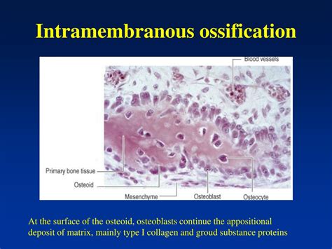 Ppt Understand Connective Tissue Cells And Ground Substance
