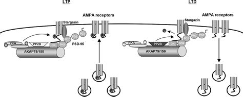 Figure 2 From Orchestration Of Synaptic Plasticity Through Akap Signaling Complexes Semantic