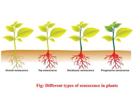 13 Tuber Rhizome And Bulb Development And Ageing And Senescencepptx
