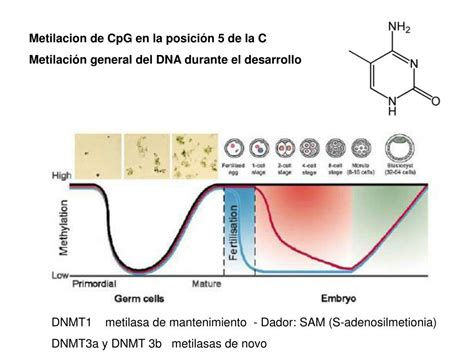 Ppt Estructura De La Cromatina En Regiones Promotores Con Islas De