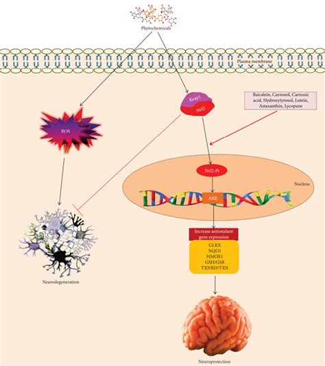 Phytochemicals Activate The Keap Nrf2 Antioxidant Response Element
