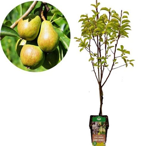 Birnbaum Conference Pyrus Communis Selbstbestäubend