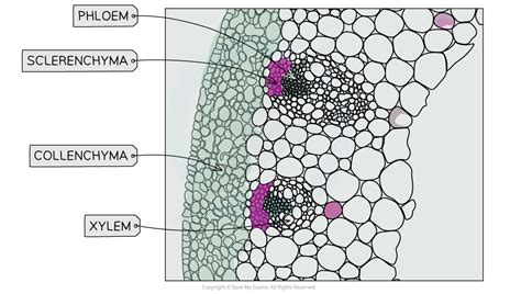 Xylem Under Microscope Diagram