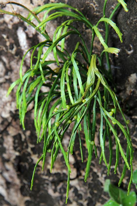 Psilotum Nudum L Pbeauv Plants Of The World Online Kew Science
