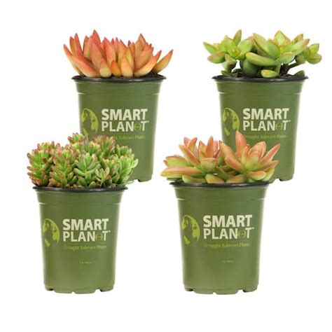 Smart Planet 1 Qt Sedum Assorted Succulents 4 Pack 0872639 The Home Depot
