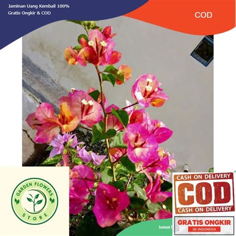 Jual Promo Tanaman Hias Bugenvil Bunga Kertas Citra Indian Cod Shopee Indonesia