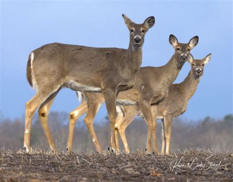 Stenzel Photography Gallery Locally Made Fine Arts Crafts And Ts Photo Album By Kevin And