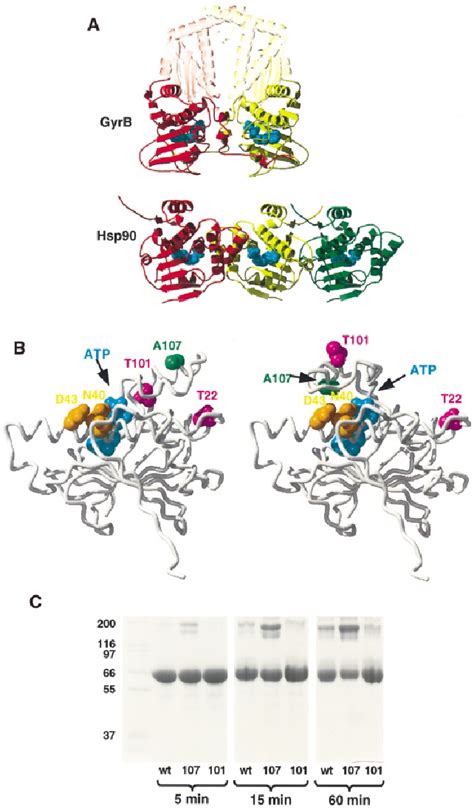 Hsp90 N Terminal Dimer Interface And Lid Closure A Comparison Of