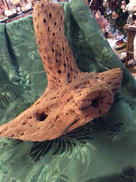 Large Fossilized Chola Cactus Specimen 14 X 18 Inches Etsy