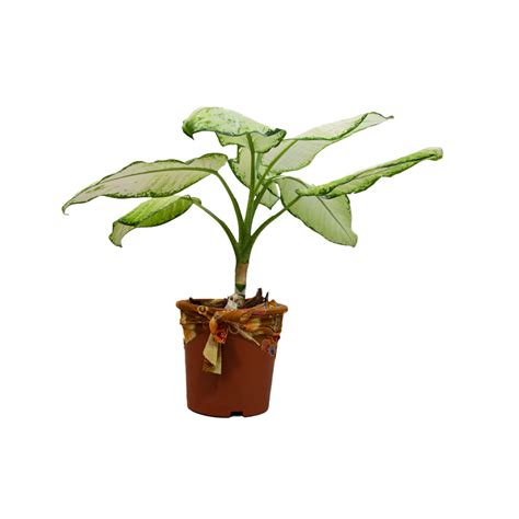 Dieffenbachia Plant Large Dieff L Hsds Online